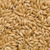 canary seed 20kg (plain) - Willow Park Seeds