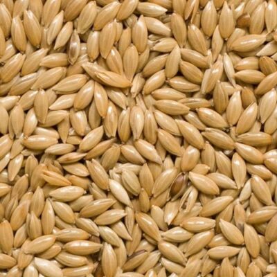 canary seed 20kg (plain) - Willow Park Seeds