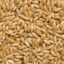 canary seed 20kg (plain) - Willow Park Seeds